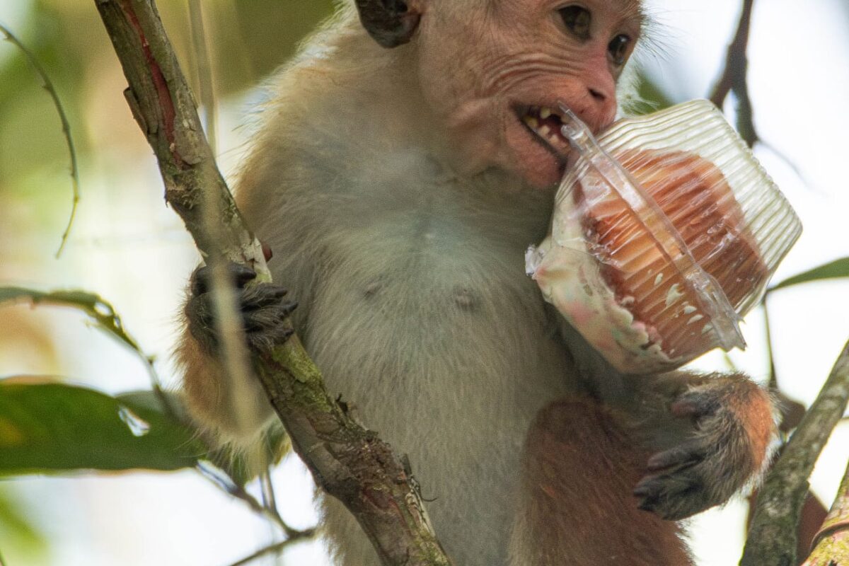 Sri Lanka calls for five-minute surveys to identify crop-raiding animals