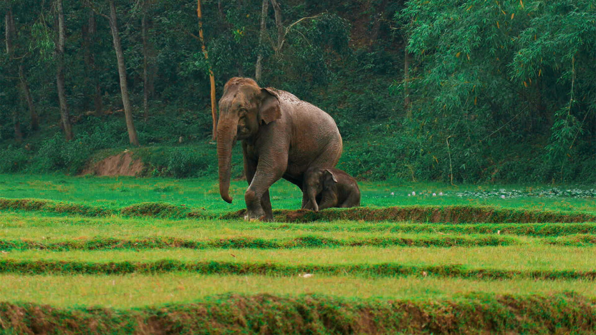 Asian elephants fall victim to poor development policies in Bangladesh