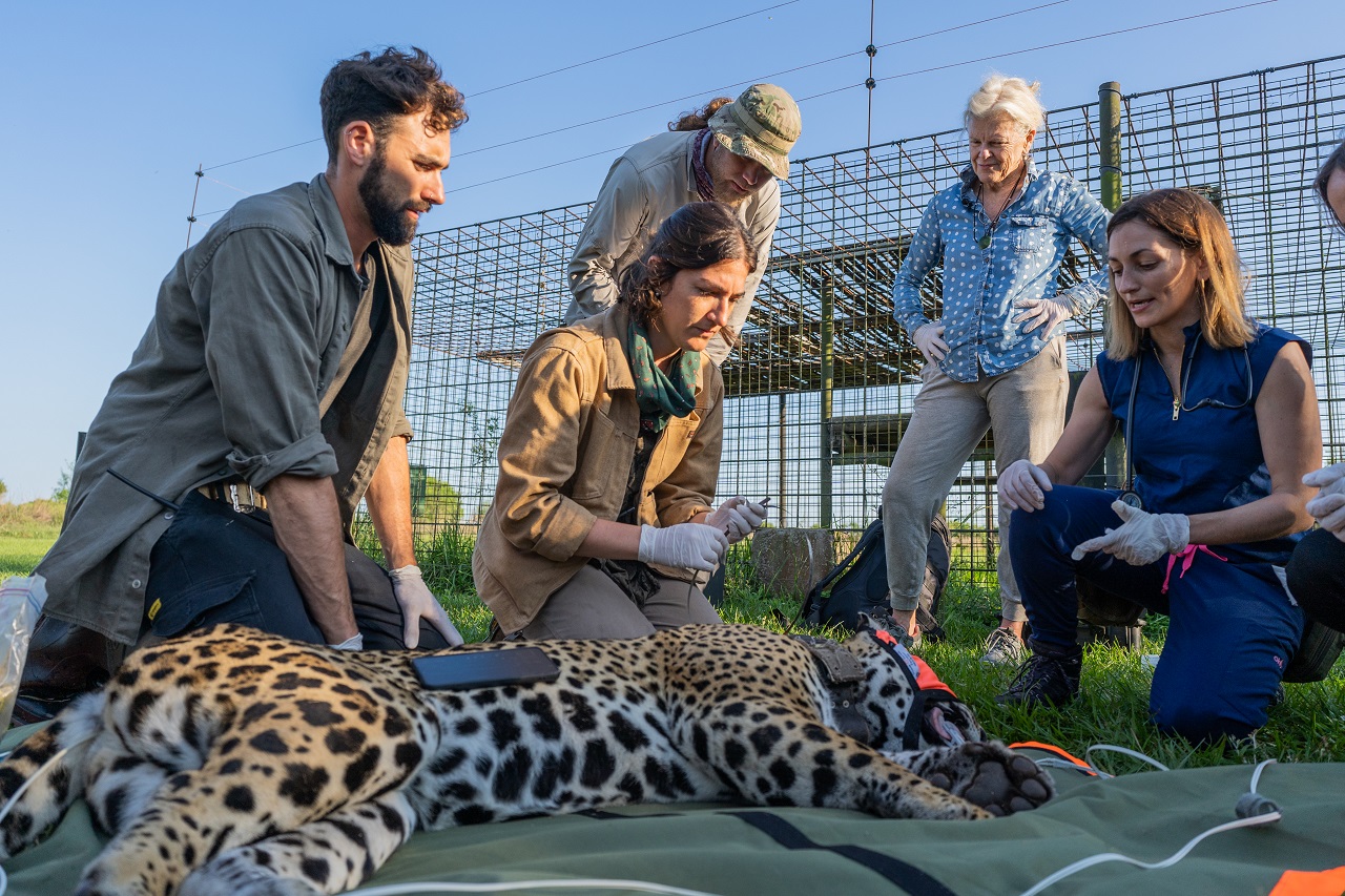 Ambitious conservation projects pave the way for Argentina’s jaguar recovery