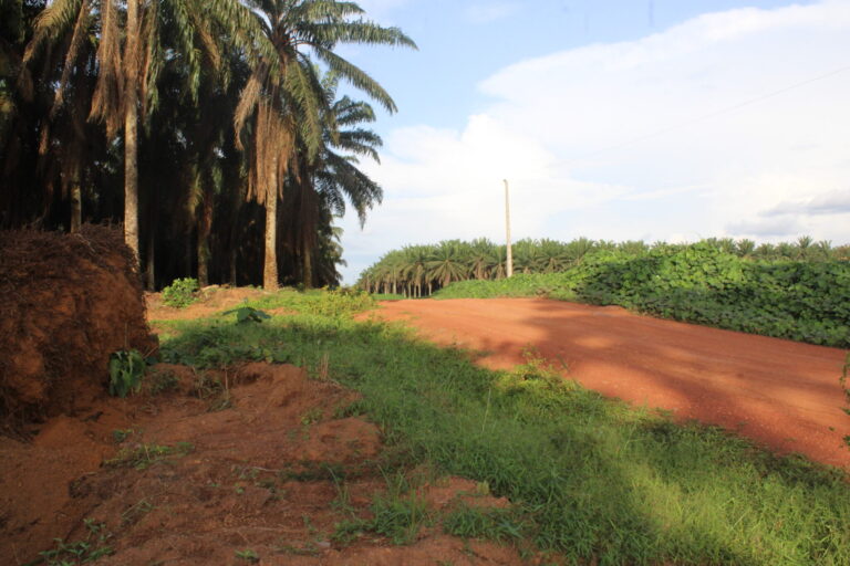 New allegations of abuse against oil palm giant Socfin in Cameroon