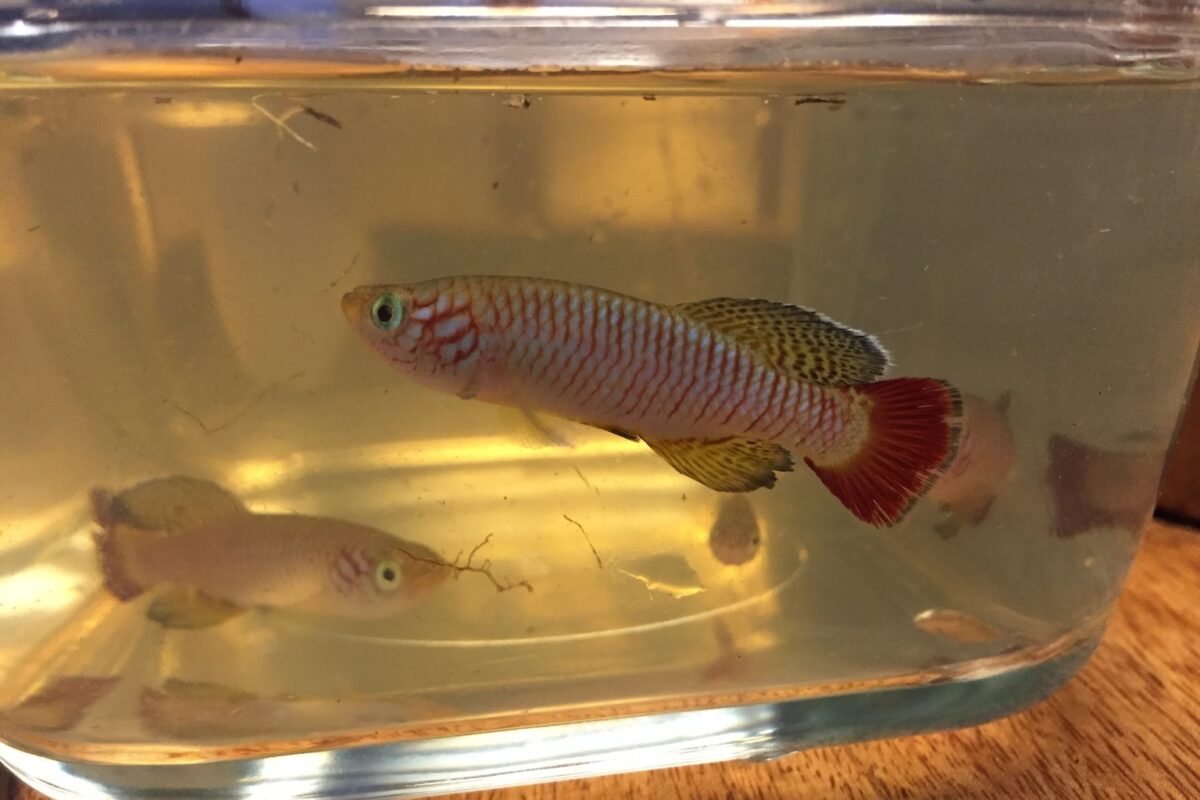 Researchers find new killifish species in Kenya