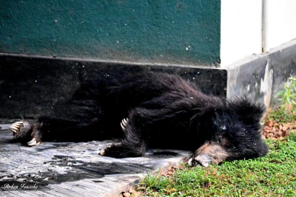 Mysterious sloth bear deaths raise alarm at Sri Lanka’s largest ...