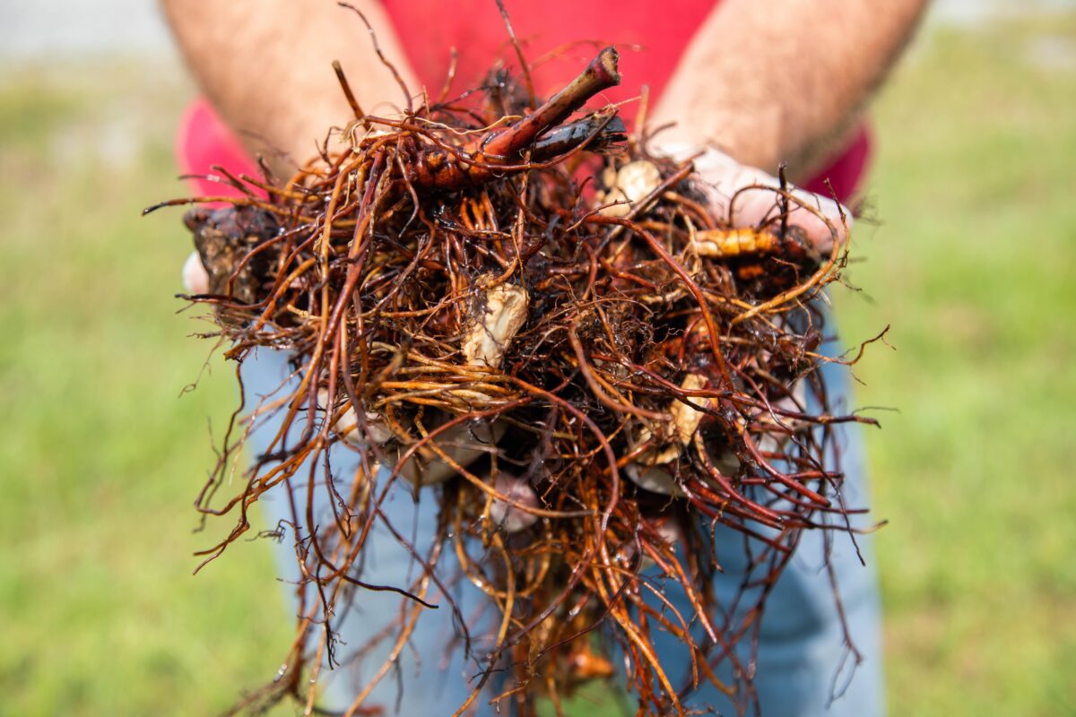 As US agroforestry grows, federal funding freeze leaves farmers in the ...