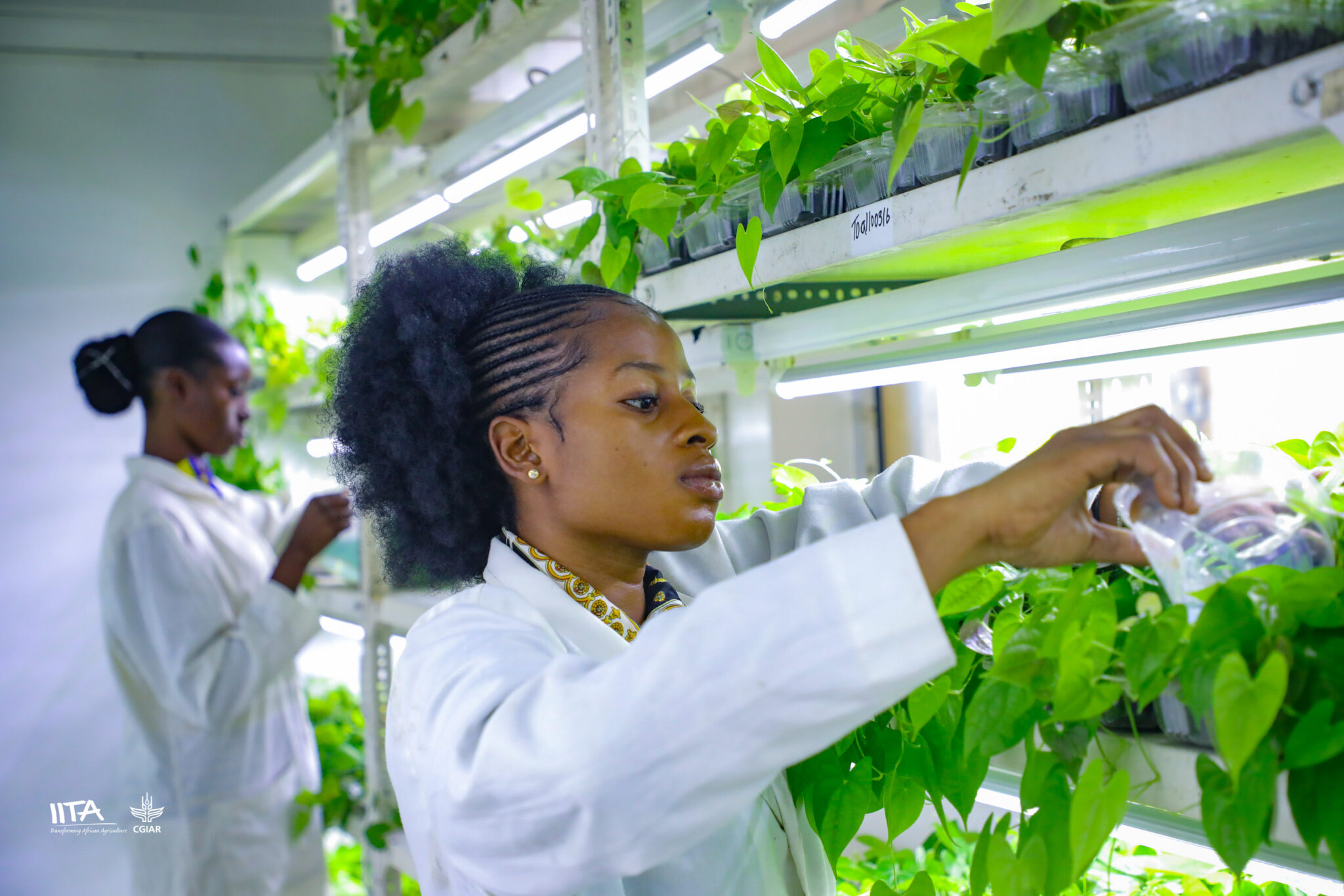 Farmers turn to living ‘yam sticks’ to grow their crop and spare the forest