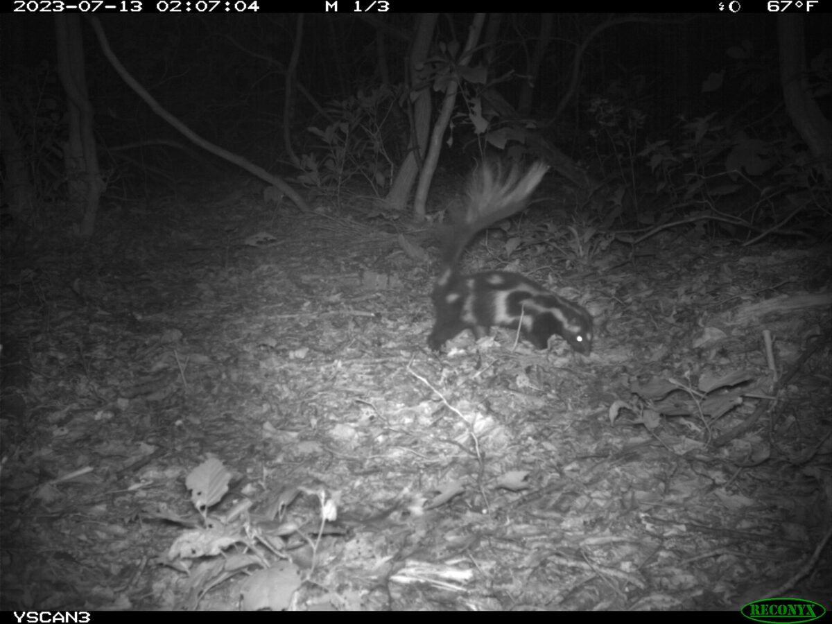 Scientists team up for Snapshot USA nationwide mammal survey - South ...