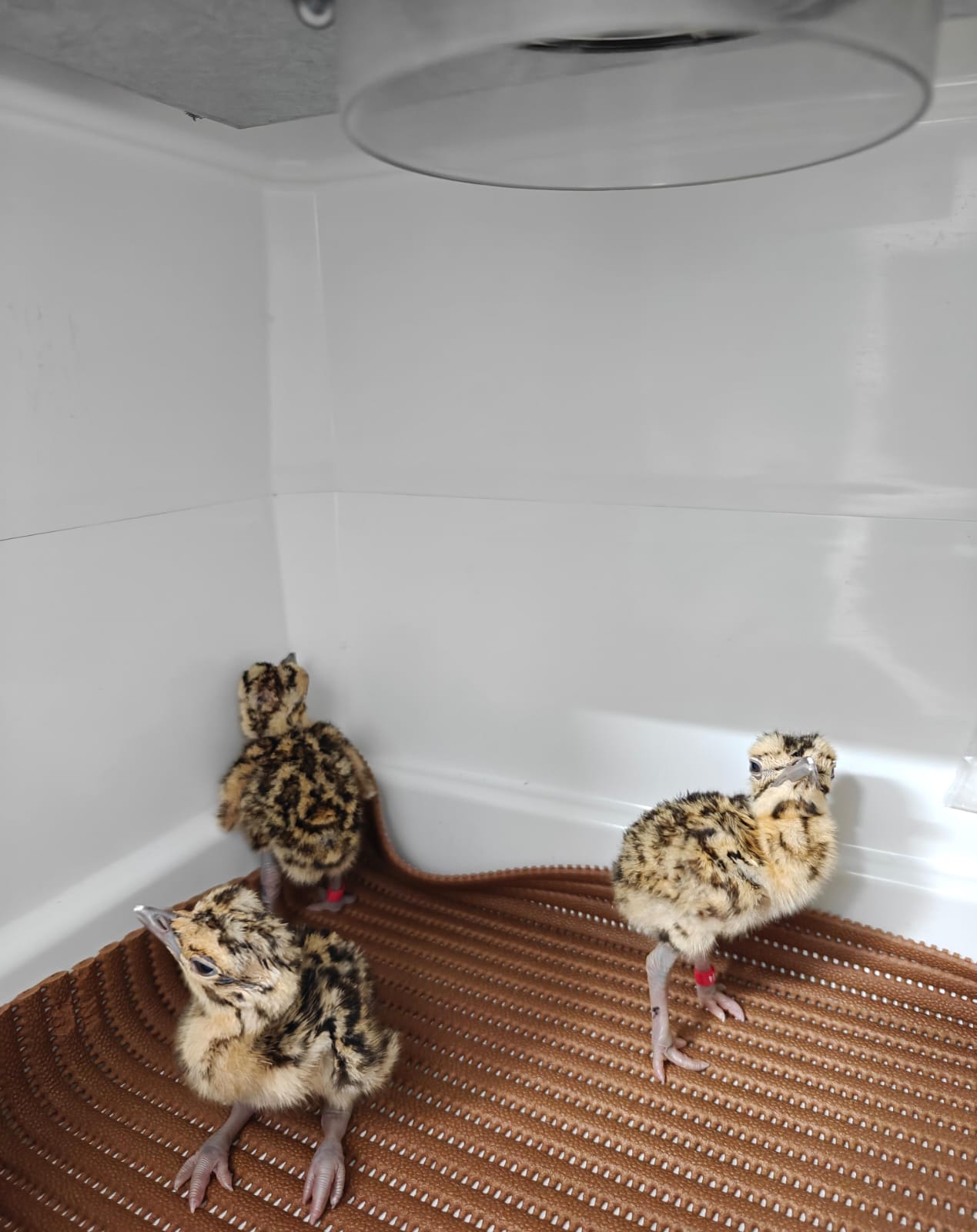 Captive-raised chicks offer hope for extremely rare great Indian bustard