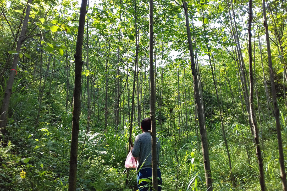 Diverse forests and forest rewilding offer resilience against climate change