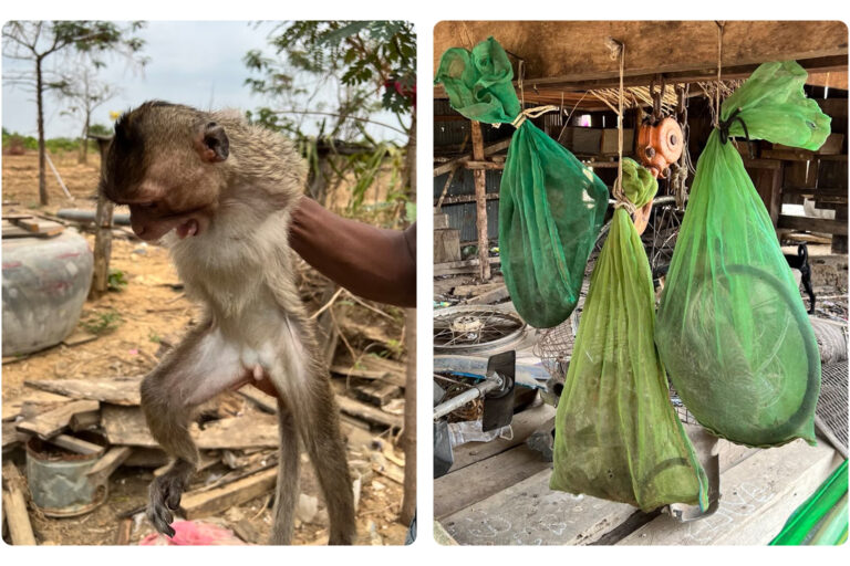 IUCN upholds long-tailed macaques’ endangered status after complaint