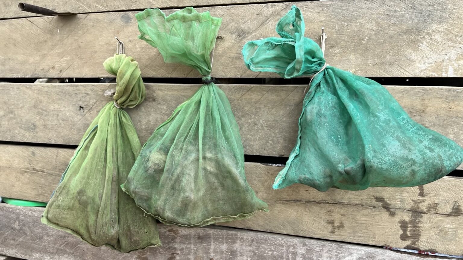 Report alleges criminality in Cambodian, Vietnamese monkey trade