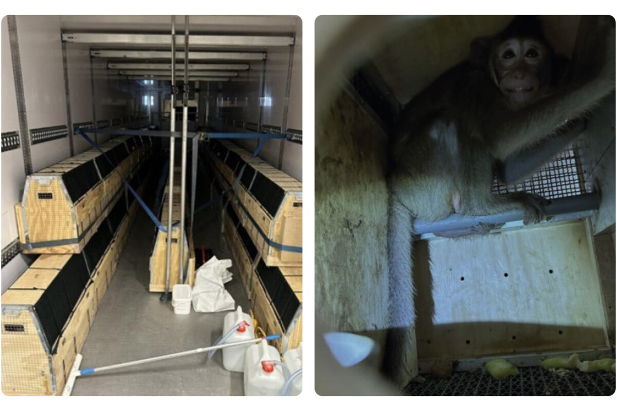 Report alleges criminality in Cambodian, Vietnamese monkey trade