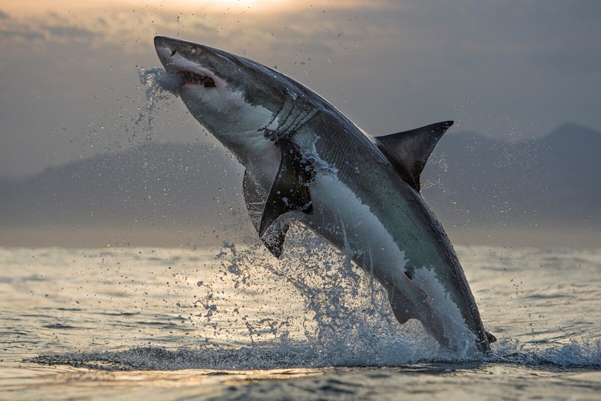 Loss of great white sharks triggers domino effect down food chain ...