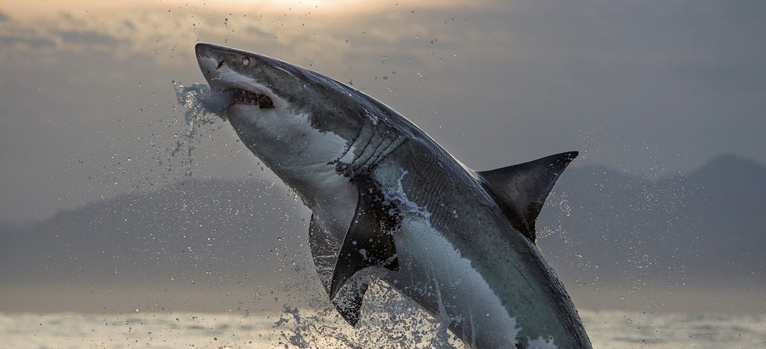 Great White Shark Jumping Out Of Water At Seal