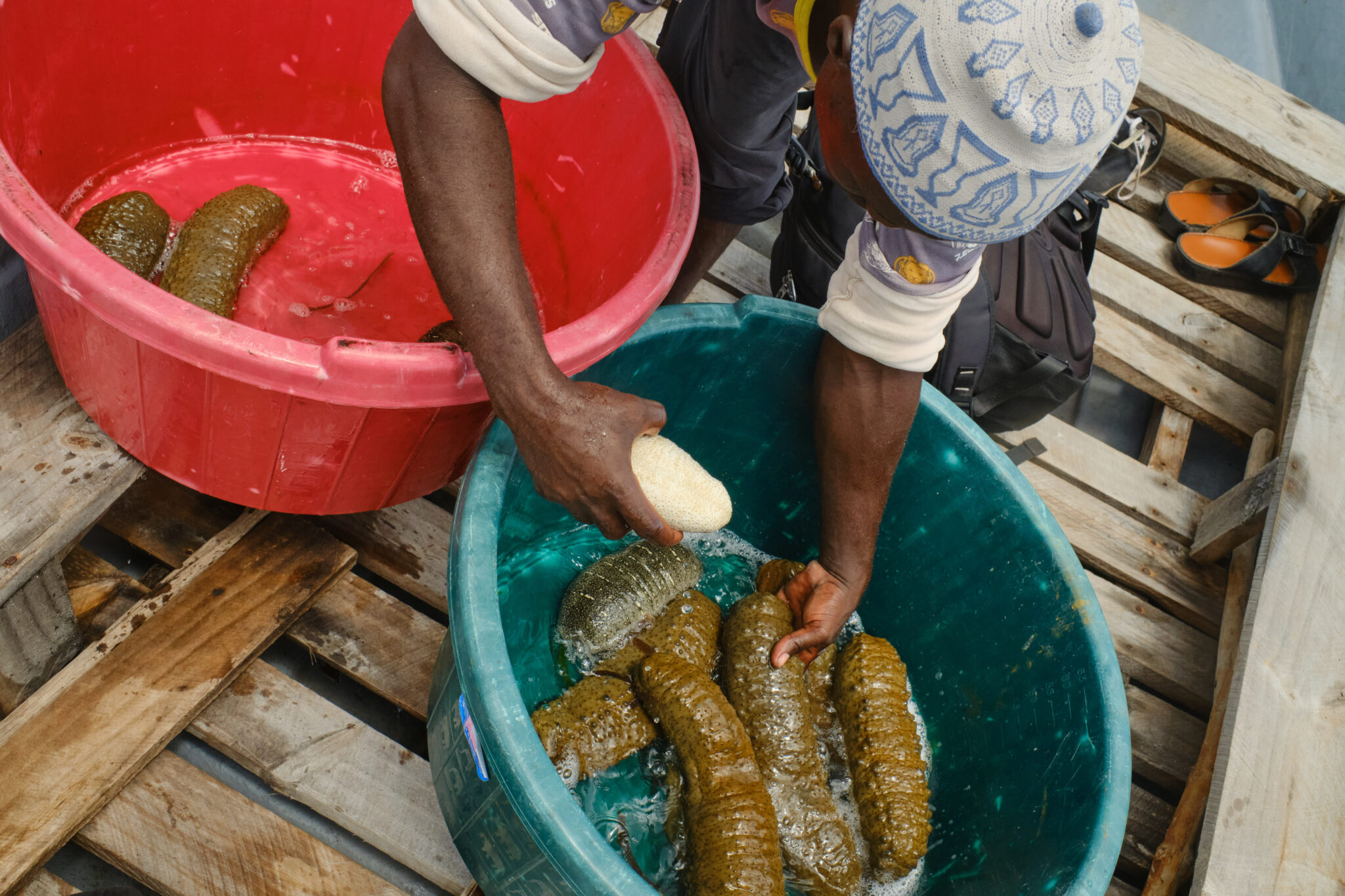 Down on the ranch with Mafia Island’s free-range sea cucumbers
