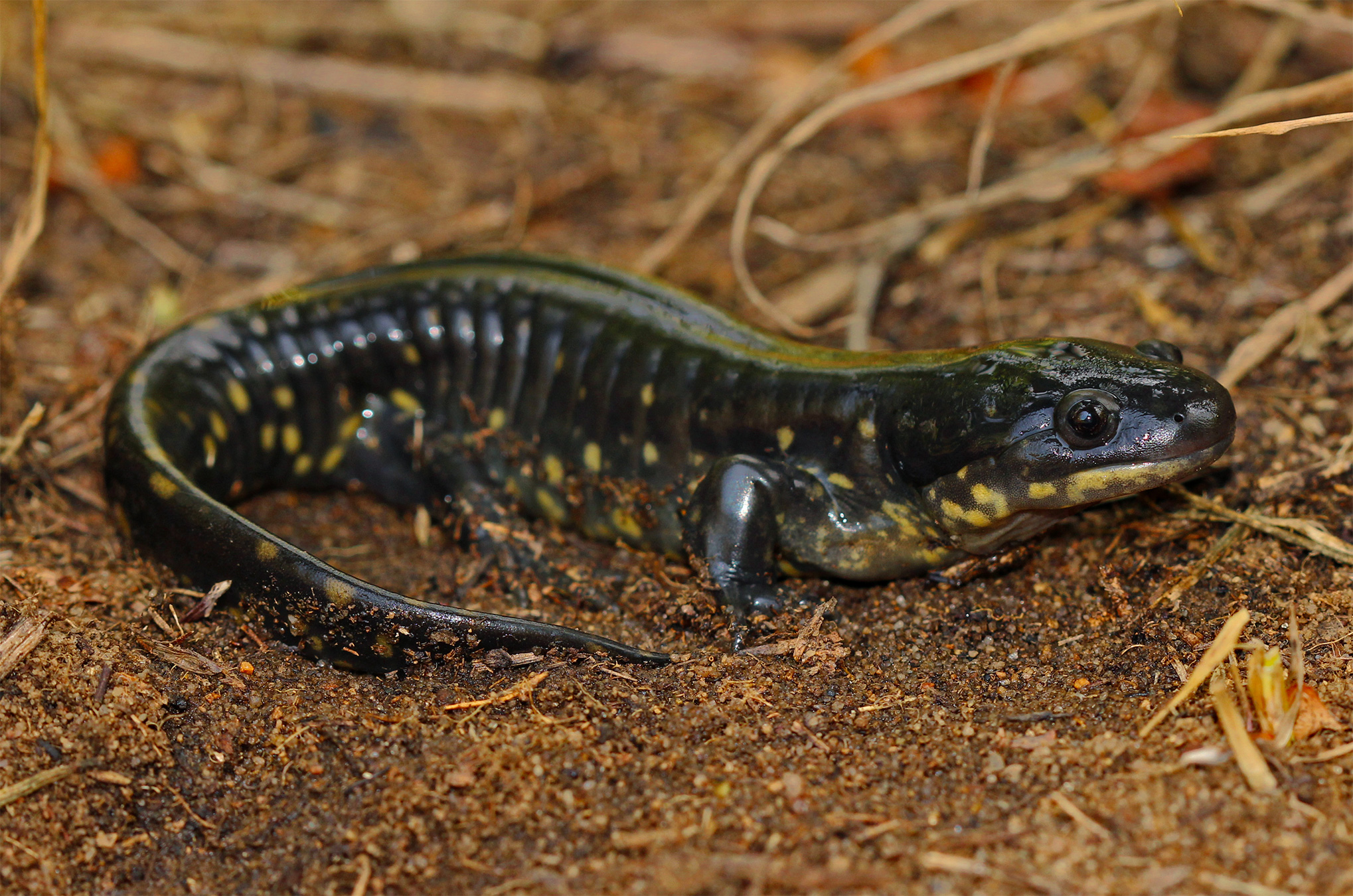 Tiger Salamander