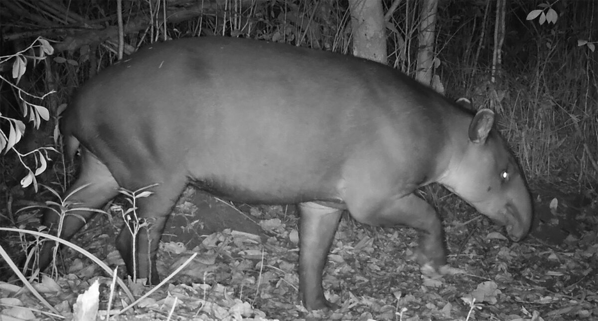 Protection is only the beginning: Creating connection through Belize's ...