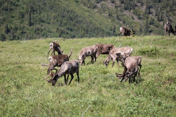 An alternative approach to bridge Indigenous knowledge and Western ...