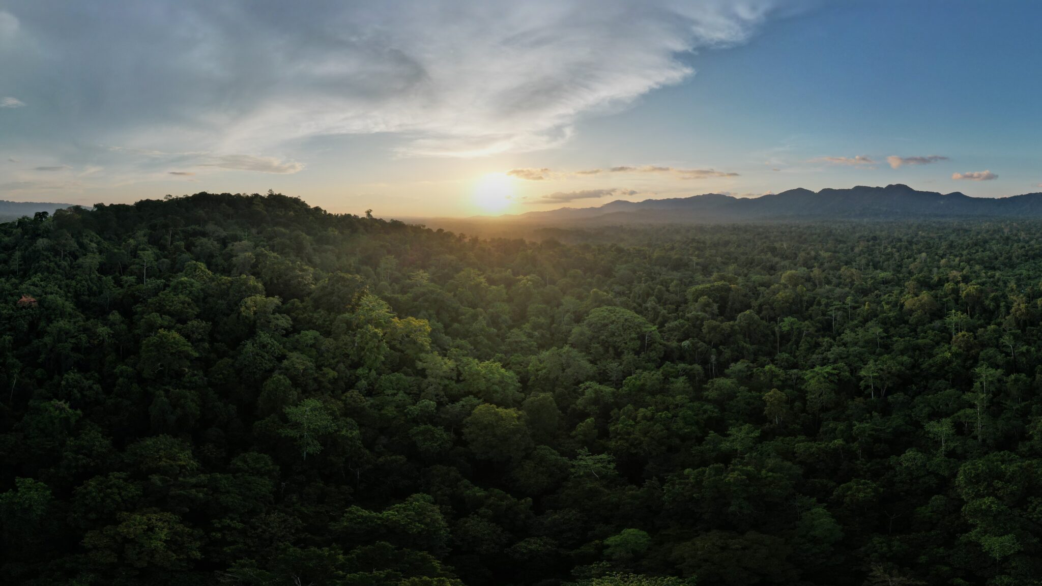 In New Guinea, megadiverse lowland forests are most at risk of ...