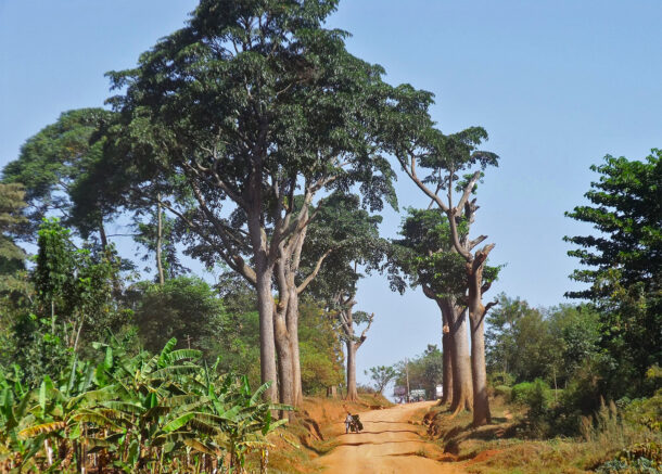 To collect native seeds, Ugandan botanists are climbing forest giants