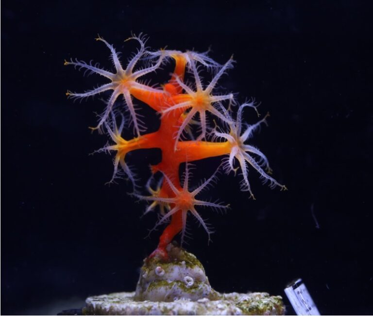 US pioneers restoration of deep water corals damaged by country’s worst ...