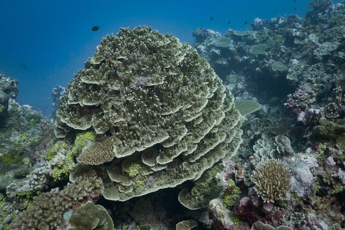 Samoa’s new marine spatial plan protects 30% of the country’s ocean