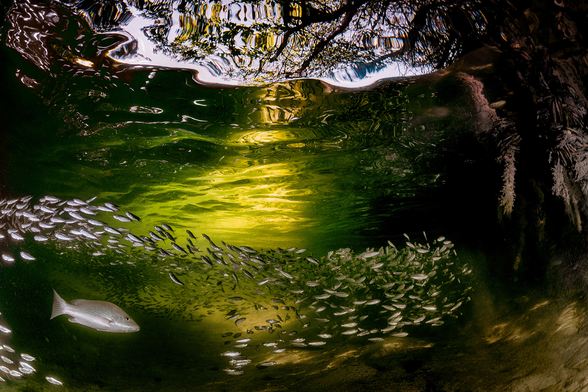 One-two punch for mangroves as seas rise and cyclones intensify