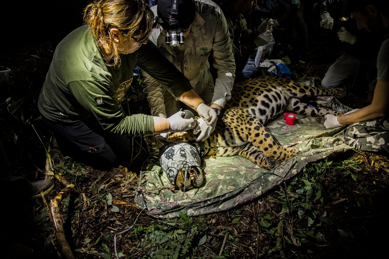 Jaguar recovery unites Brazil and Argentina in conservation effort