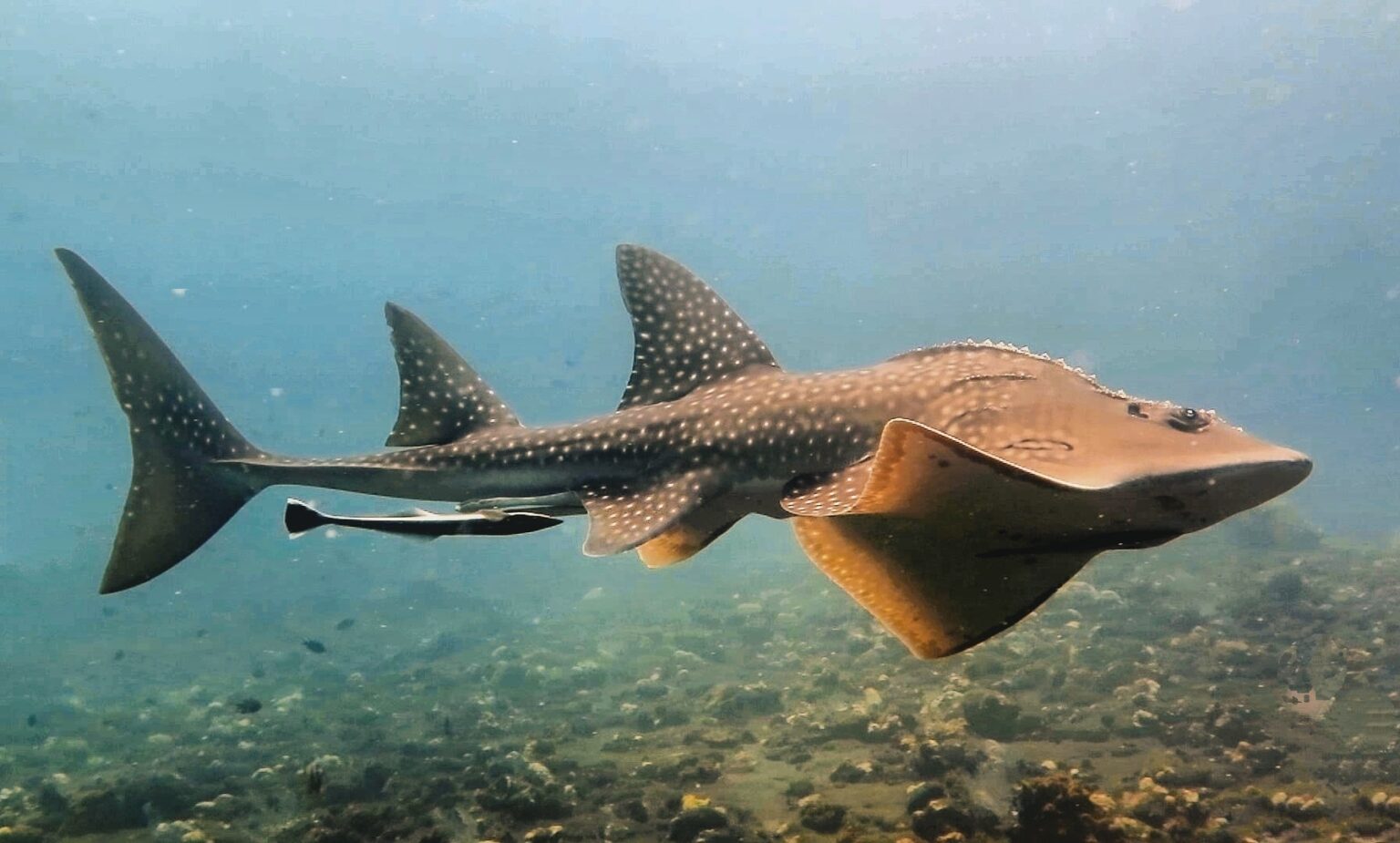 Endangered shark trophies dominate the online wildlife trade, study finds