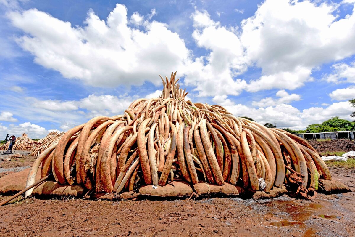 Pandemic-era slump in ivory and pangolin scale trafficking persists ...