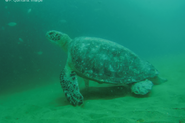 Peru’s new bycatch training aims to help save hooked sea turtles: Q&A ...