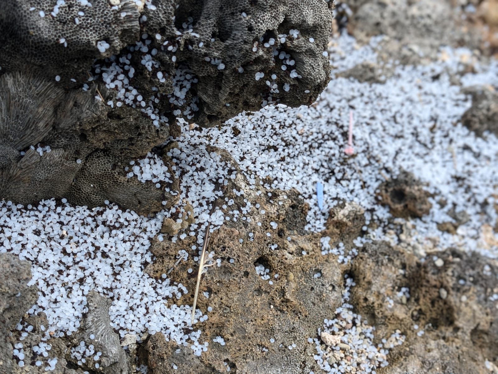 Plastic nurdles washed ashore on Sri Lanka’s northern coast. Image courtesy of the Marine Environmental Protection Agency (MEPA).