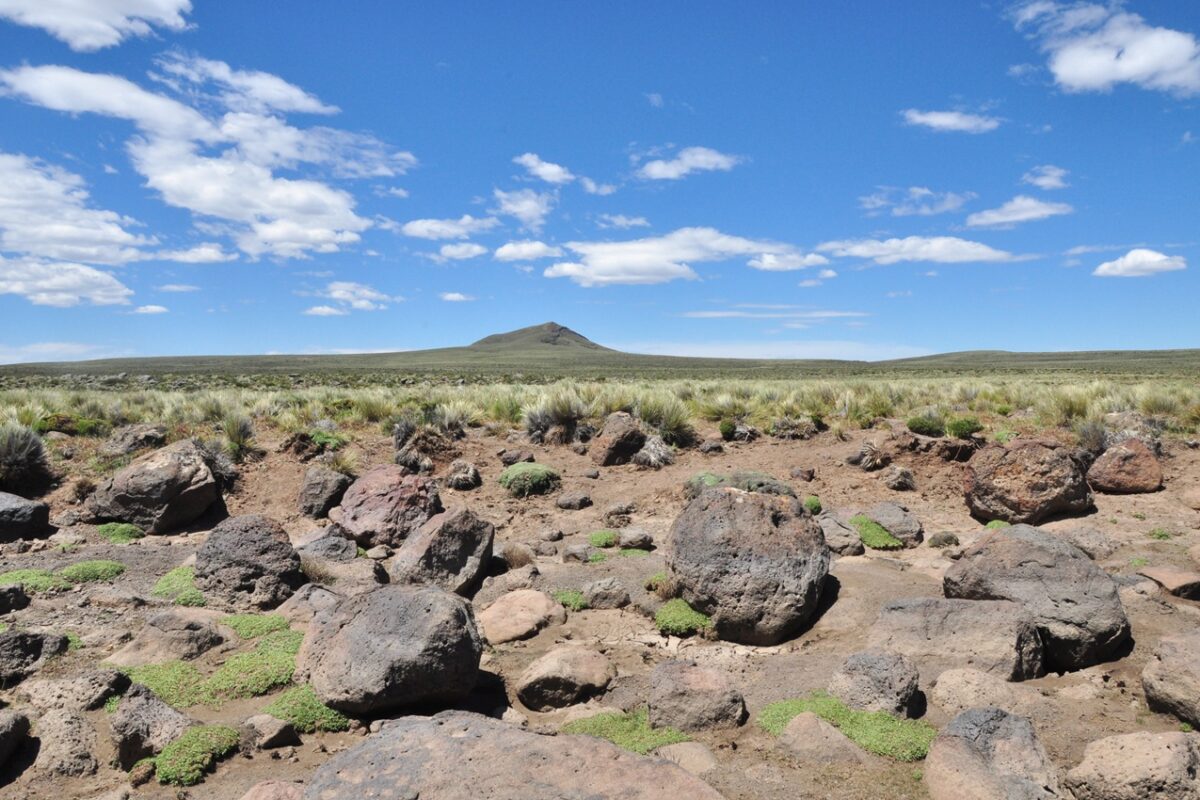 On a Patagonian plateau, a microendemic frog makes a hopeful comeback