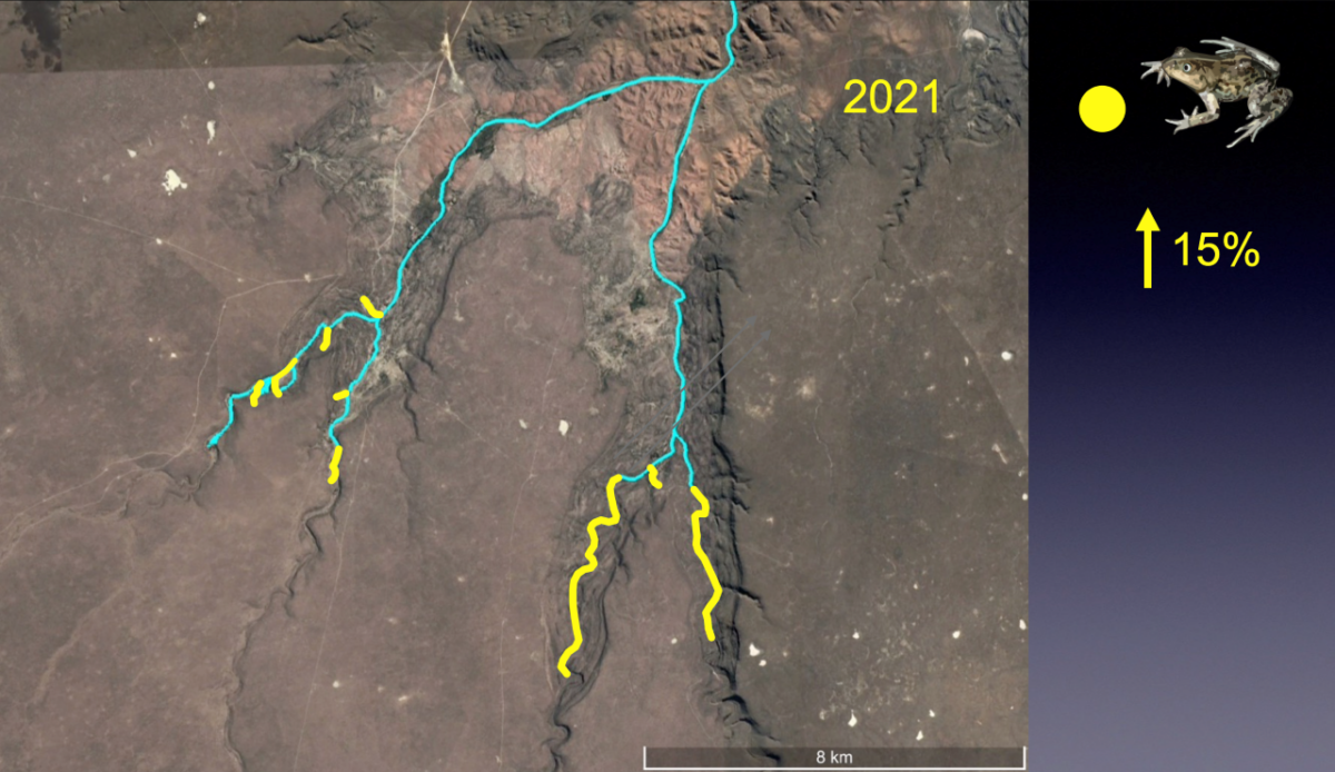 On a Patagonian plateau, a microendemic frog makes a hopeful comeback