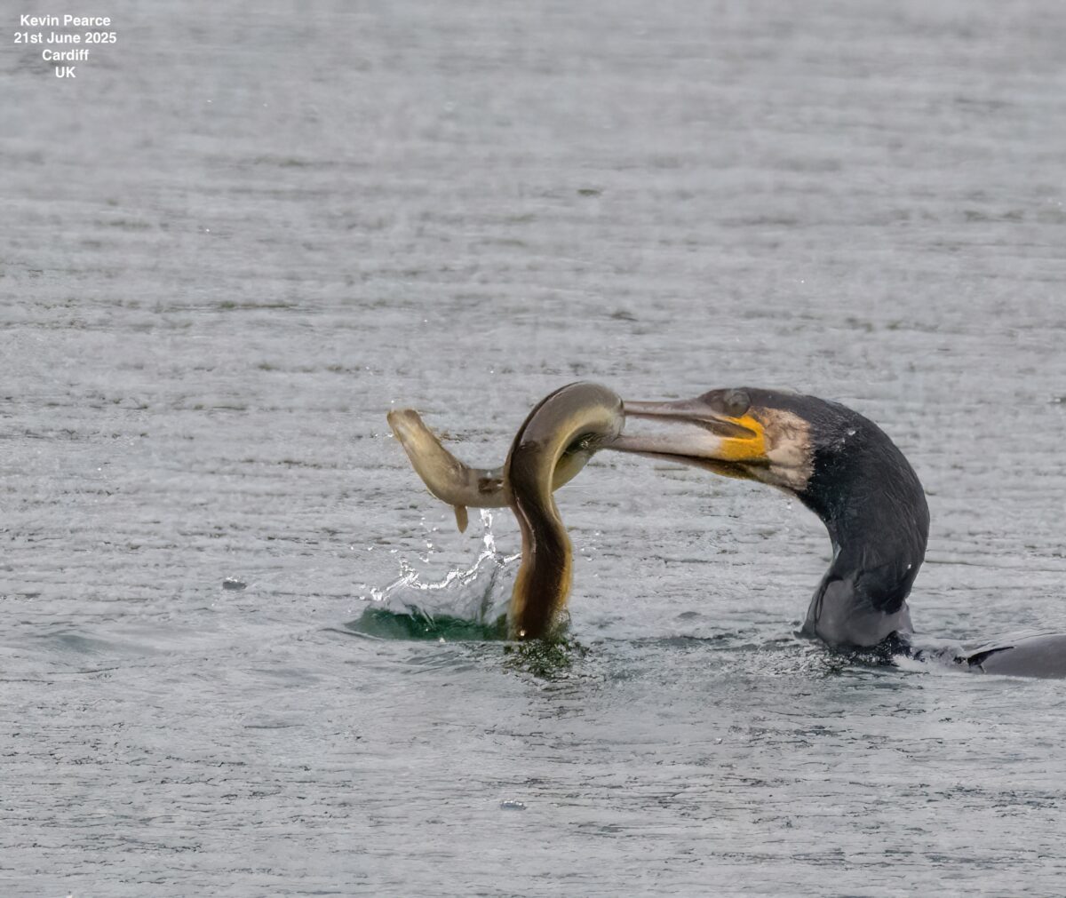 Glass eel smuggling booms despite bans, leaving species on the brink
