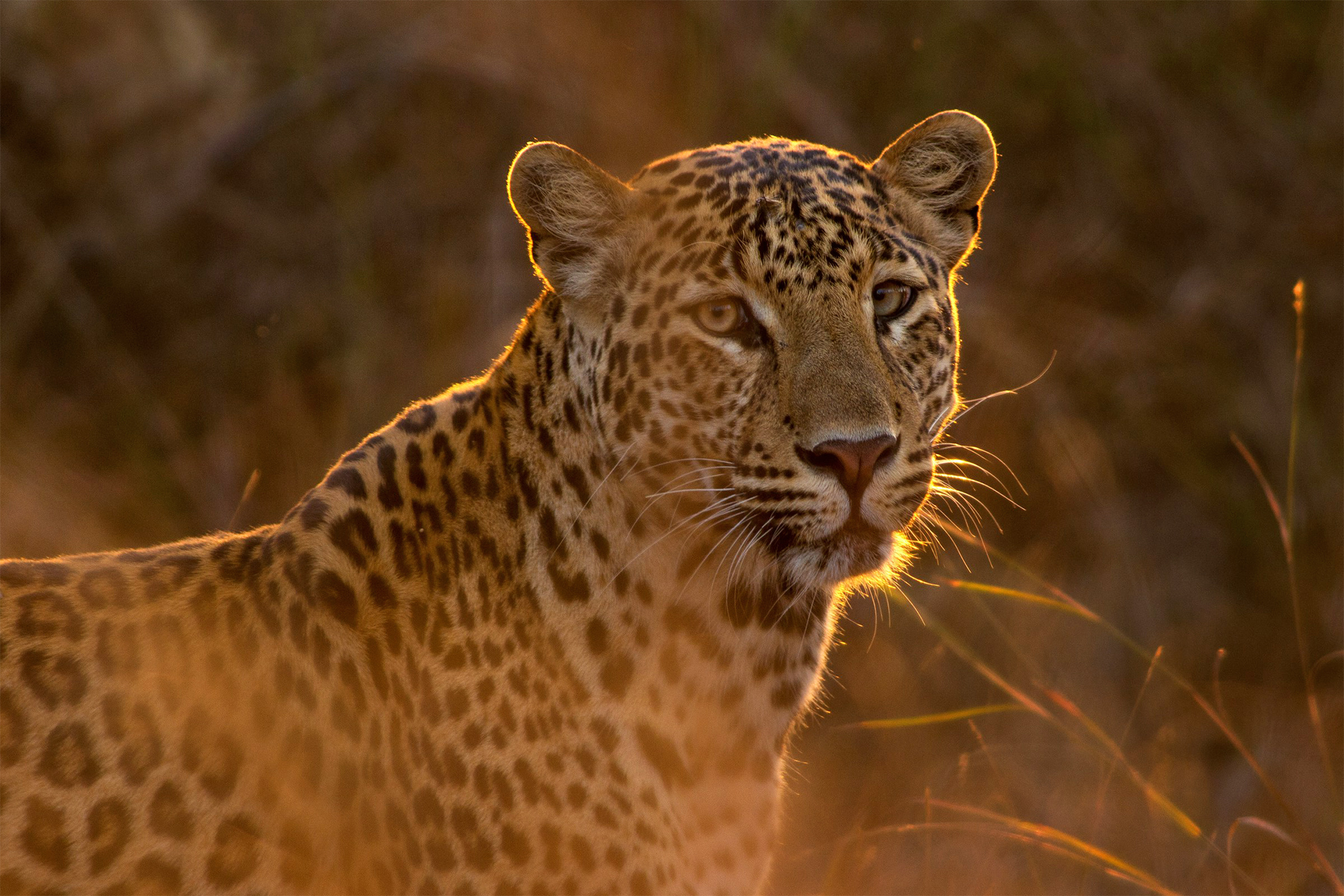 ‘Forgotten’ leopards being driven to silent extinction by poaching and ...
