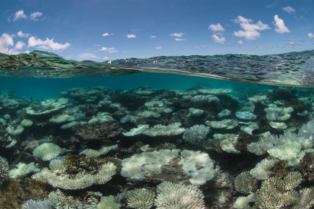 As ocean acidification ramps up, experts call for speedy ocean protection