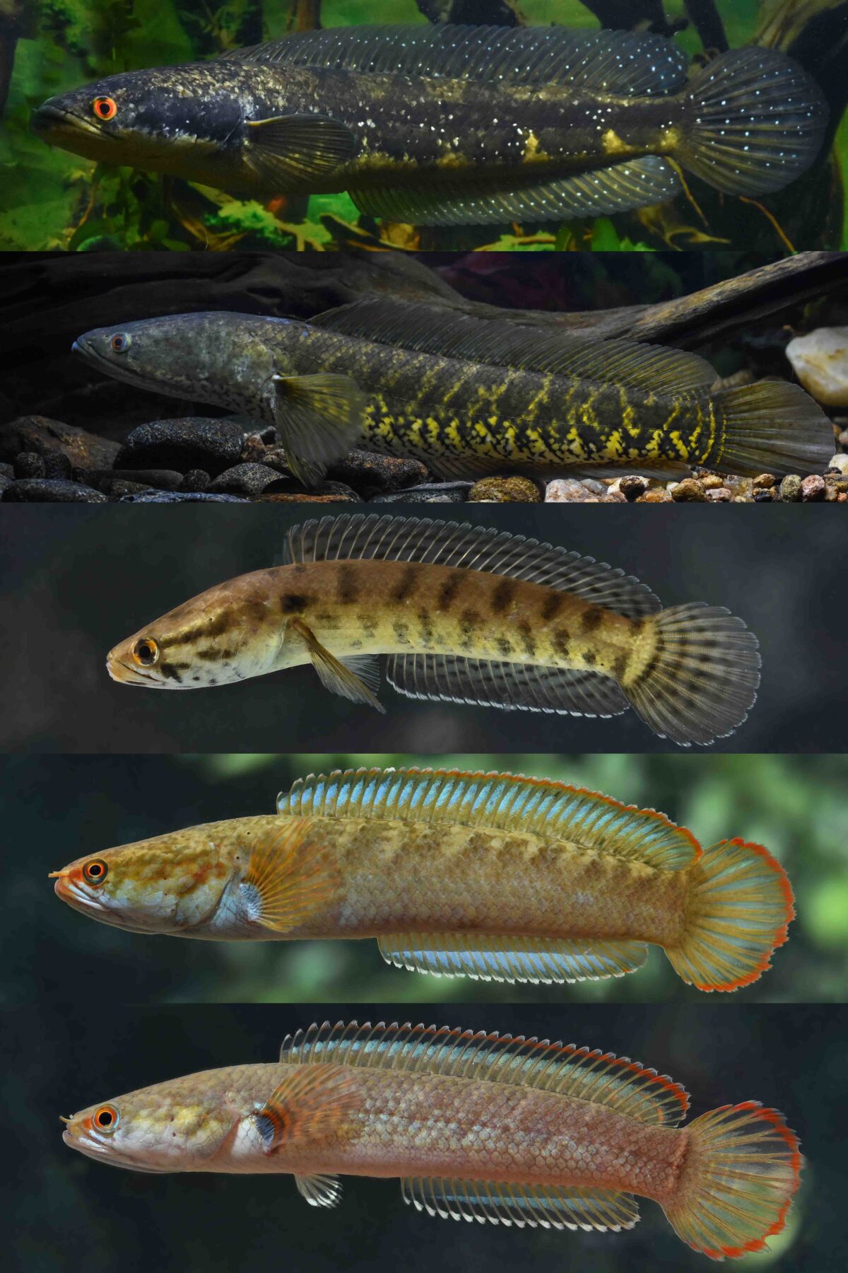 Predatory snakehead fish poses invasive threat after sighting in Sri ...