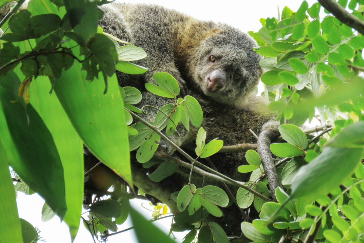 Study urges legal protection for Sulawesi's endangered bear cuscus amid ...