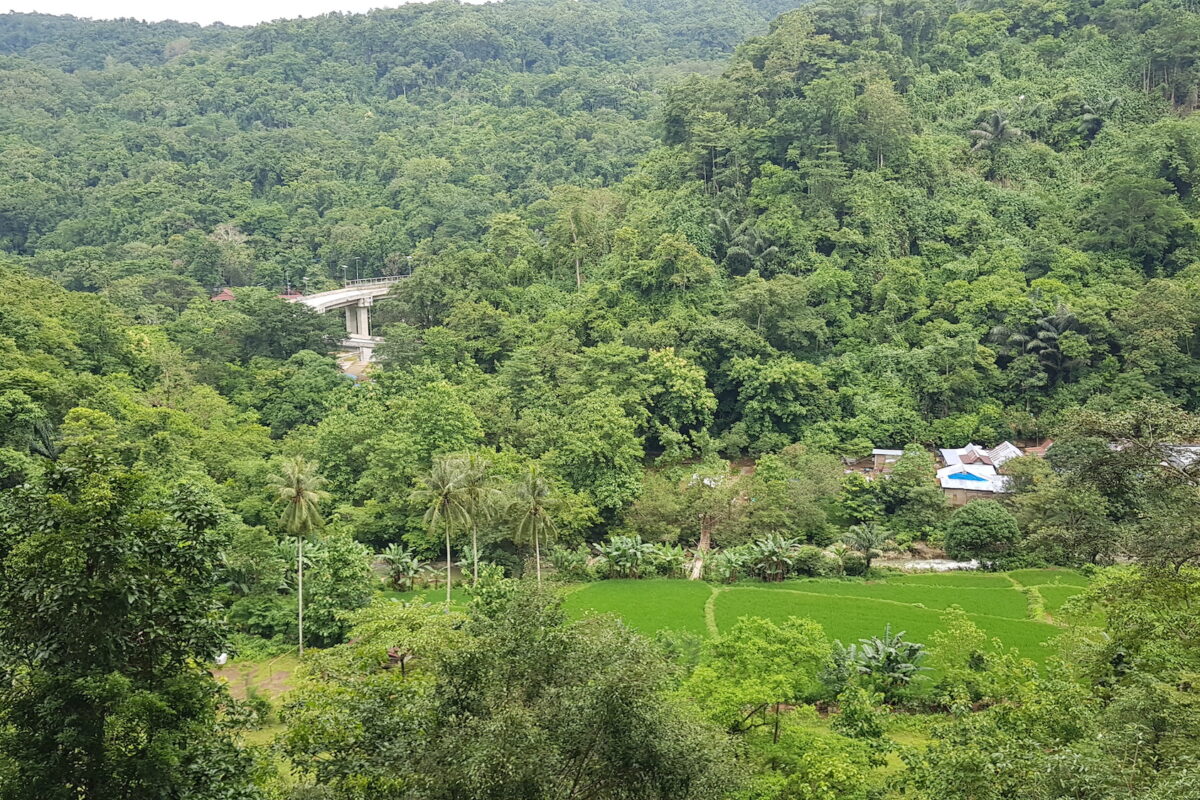 Study urges legal protection for Sulawesi's endangered bear cuscus amid ...