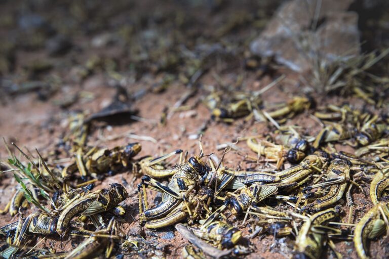 Agencies race to prevent new food crisis as locusts return to northern ...