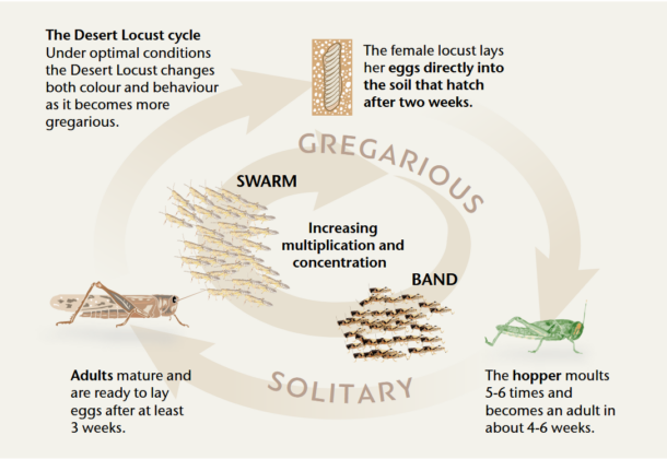 Agencies race to prevent new food crisis as locusts return to northern ...