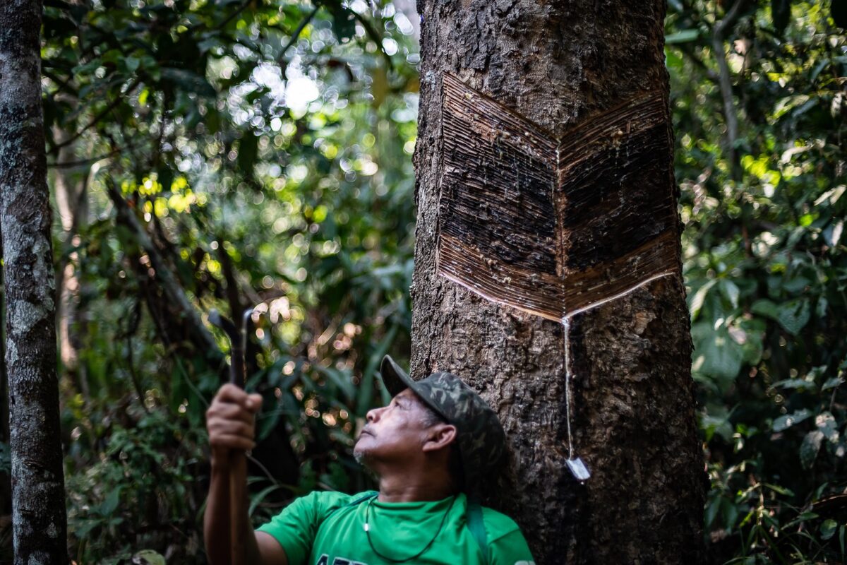 Indigenous rubber bounces back for Amazon conservation and higher income