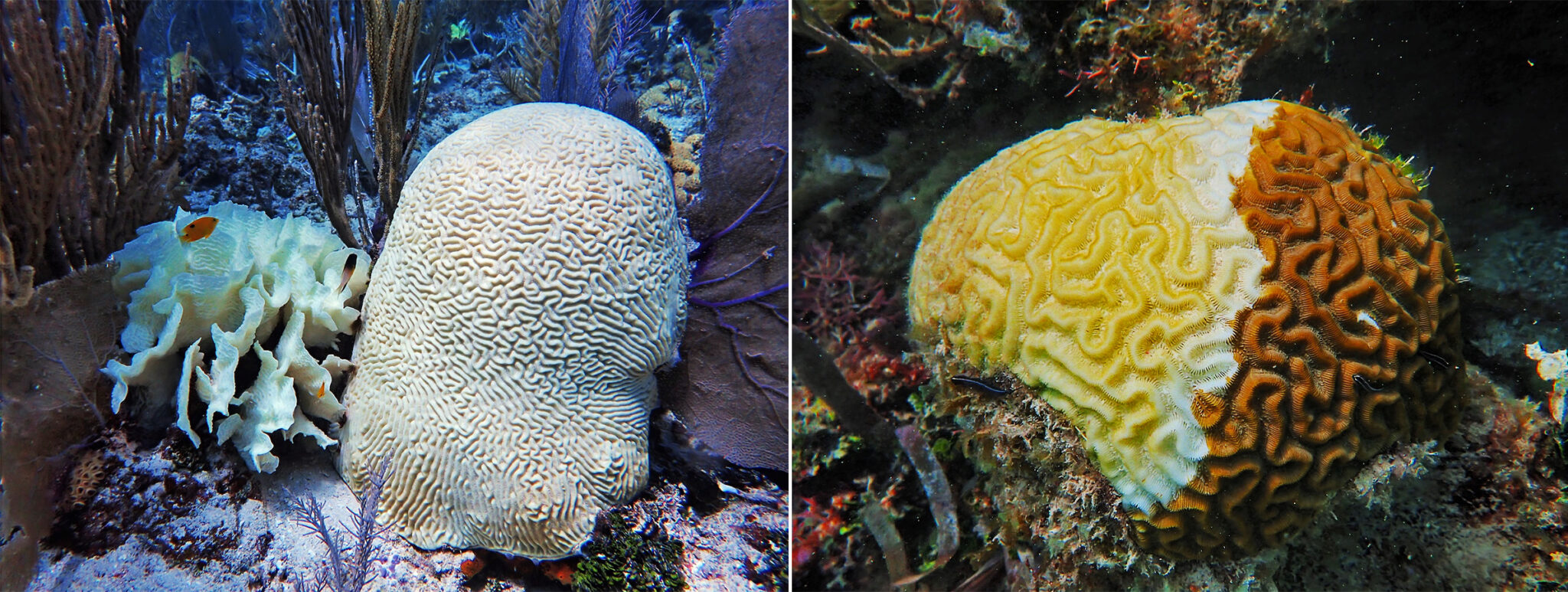 Restoration, protection aim to save Belize’s coral reef from extreme ...