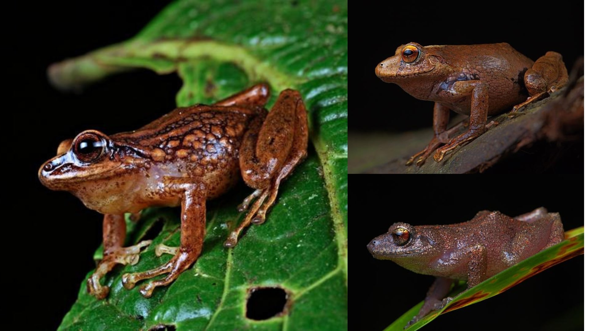 Scientists describe three new frog species from Peruvian Andes
