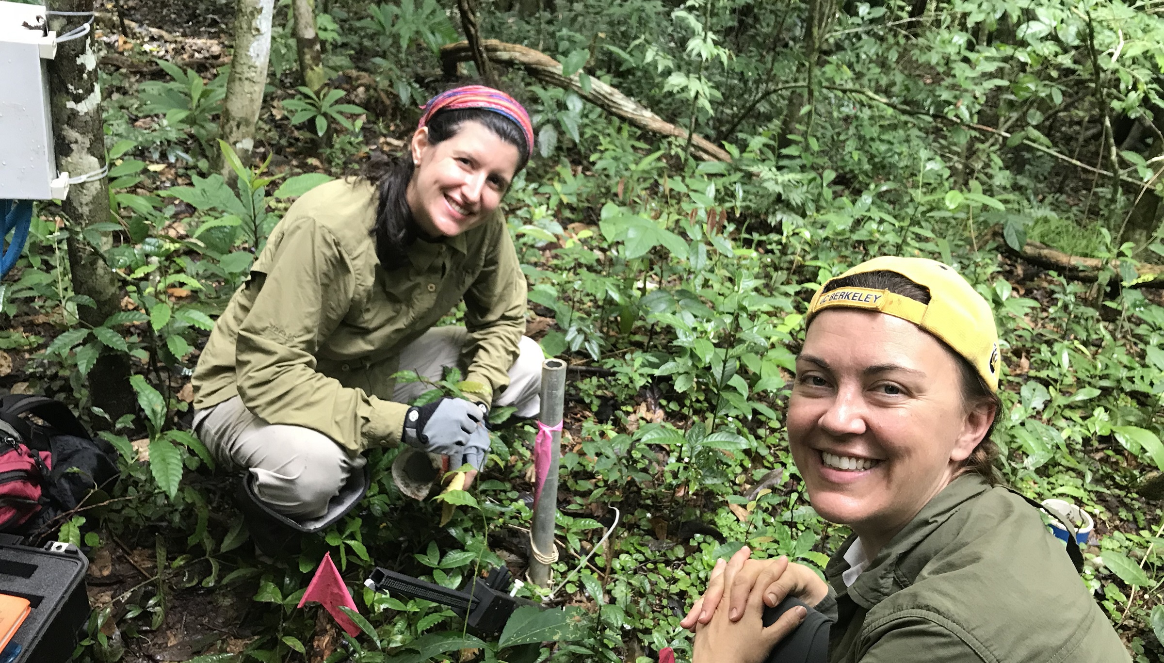 Tropical forest roots show strain as changes aboveground filter below