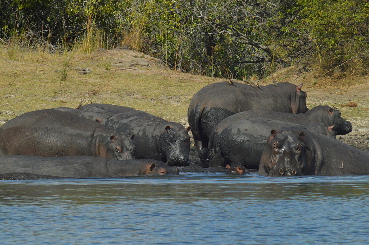 River of giants: Canoe team tracks hippos in one of Africa’s last ...