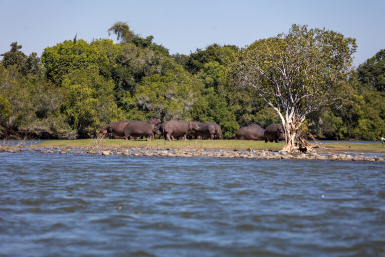 River of giants: Canoe team tracks hippos in one of Africa’s last ...