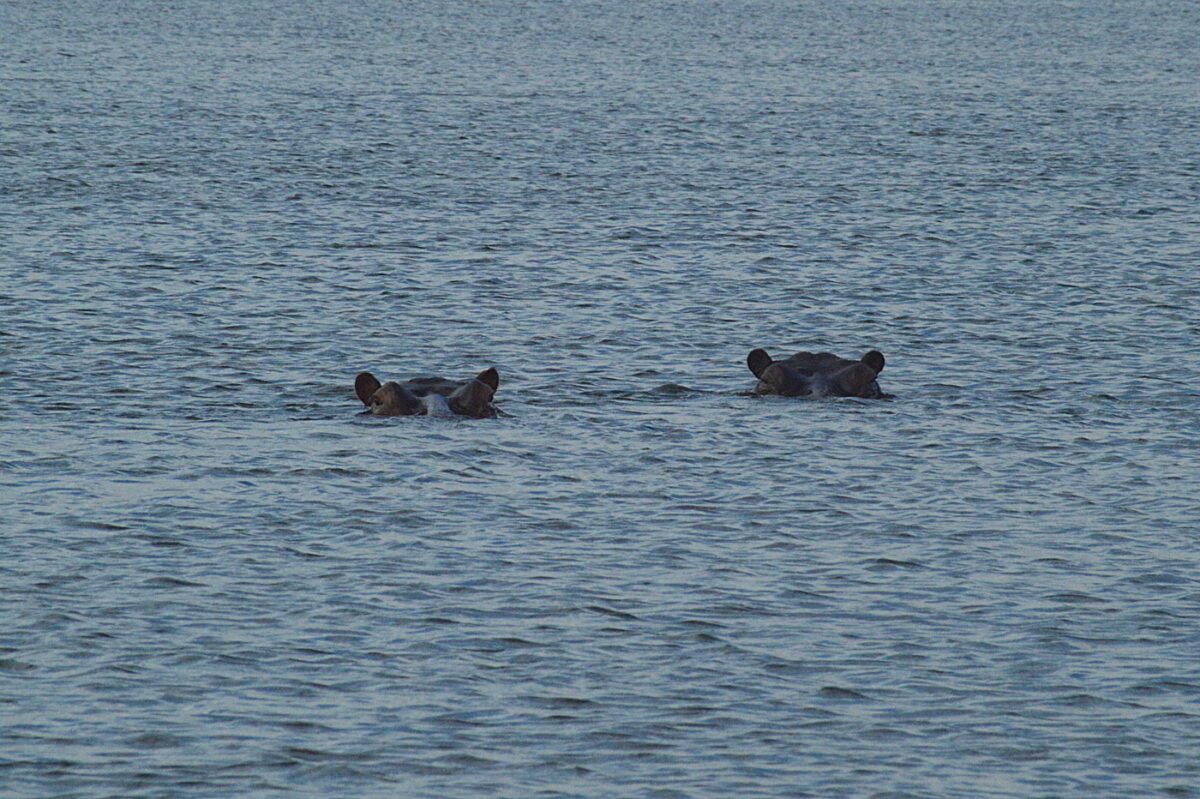 River of giants: Canoe team tracks hippos in one of Africa’s last ...