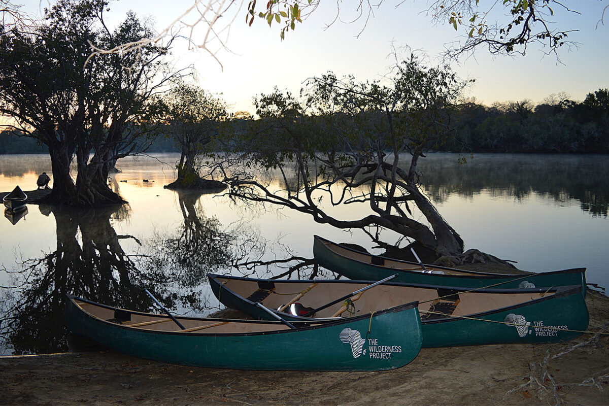 Bicolored waterberry: The overlooked tree shaping Zambia’s rivers