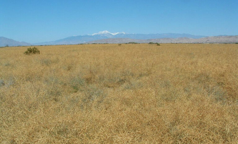 In California, an invasive mustard is destabilizing desert plant ...