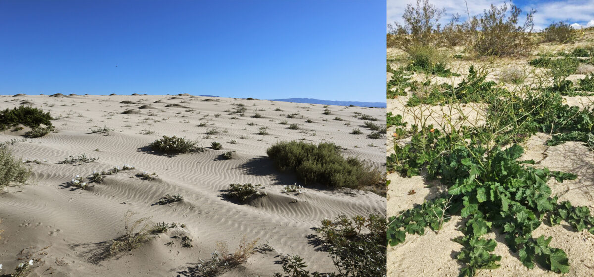 In California, an invasive mustard is destabilizing desert plant ...